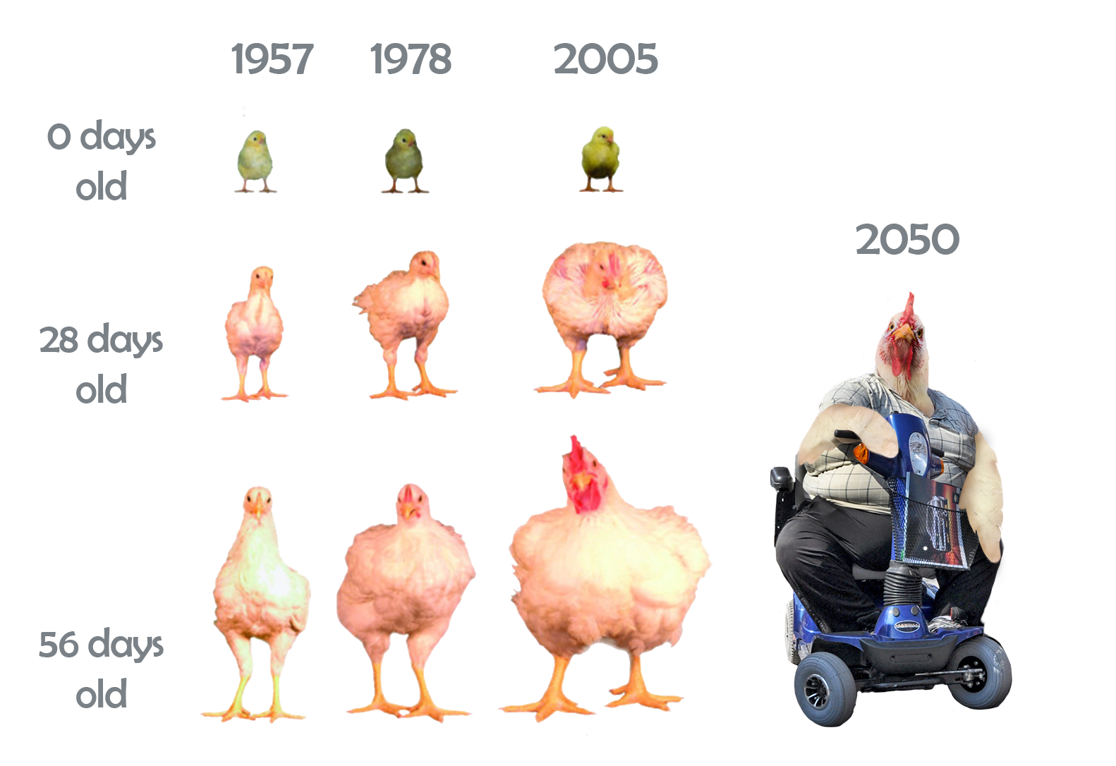 how farm animals feel - fairitarian.com